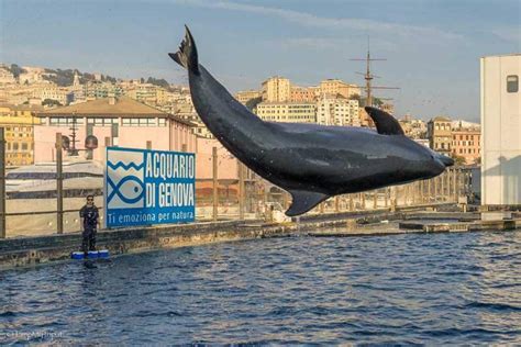 Acquario Di Genova Cosa Vedere E Cosa Sapere PimpMyTrip It
