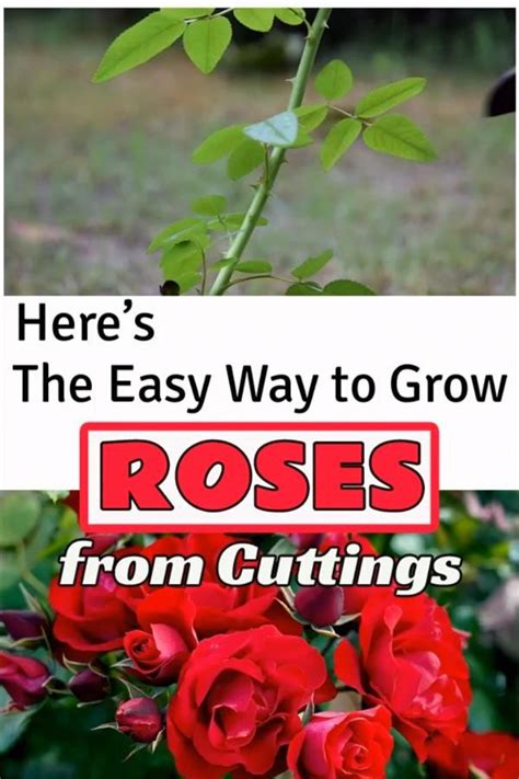 How To Care For Knockout Roses Artofit