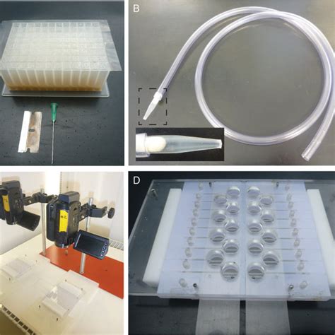 Determination Of The Courtship Index And Experimental Overview A Download Scientific Diagram