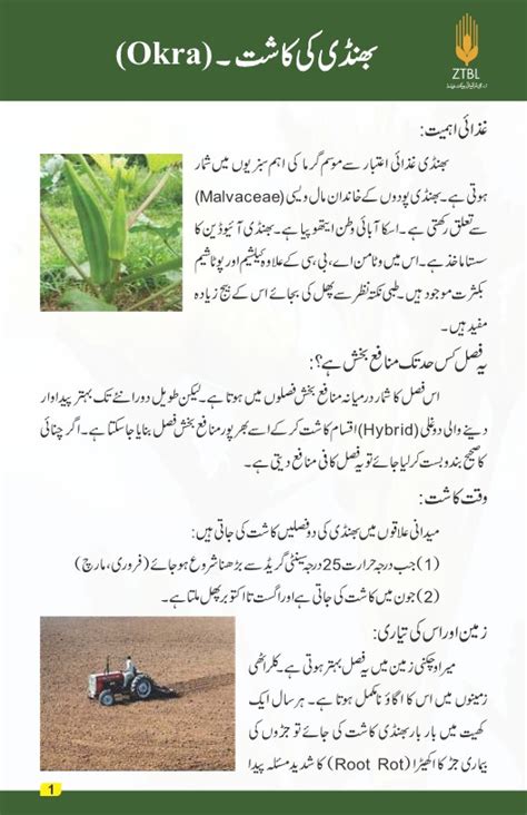 Bhindi Okra Cultivation In Pakistan بھنڈی کی کاشت