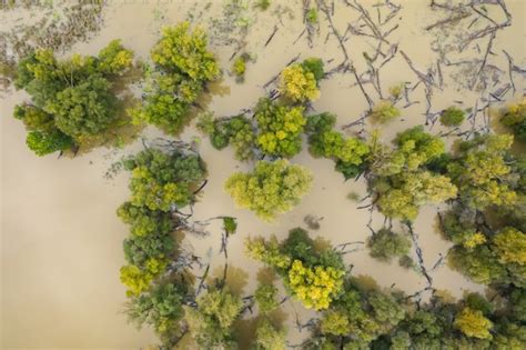 Premium Photo Rising Water Carrying Dead Fallen Trees During Flood In Forest On Floodplain