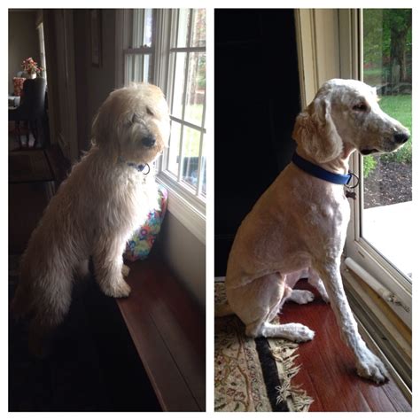 Goldendoodle Before And After A Shave Goldendoodle Puppy Care Dogs