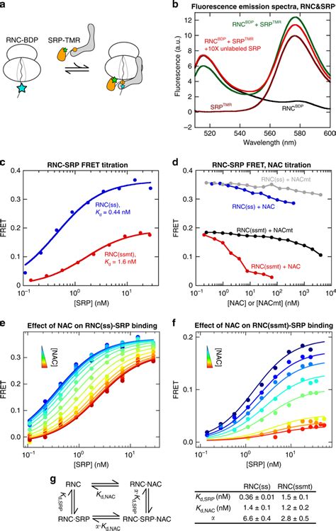 An RNC SRP Binding Assay Shows That NAC Co Binds With SRP On The