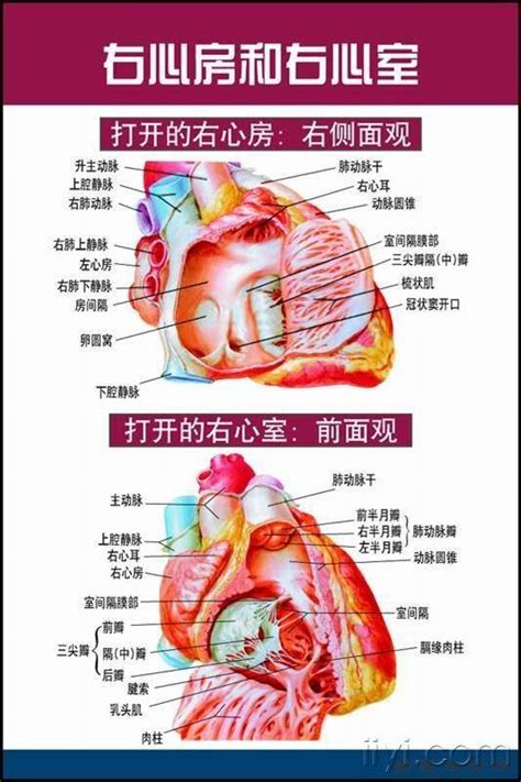 非常精美的心脏解剖图谱集锦