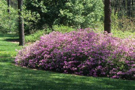 Azalea Rhododendron Yedoense Var Poukhanense Korean Azalea From