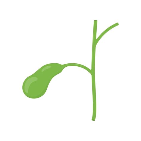Premium Vector Gallbladder Flat Vector Illustration Isolated On White