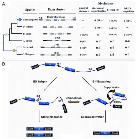 Full Article Conservation And Regulation Of Alternative Splicing By Dynamic Inter And Intra