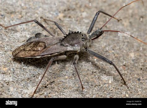 Closeup Of Adult Wheel Bug Concept Of Insect And Wildlife Conservation