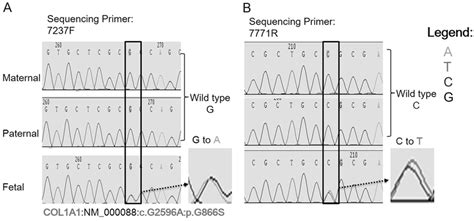 Mutation Validation By Sanger Sequencing Col1a1 C2596 G A