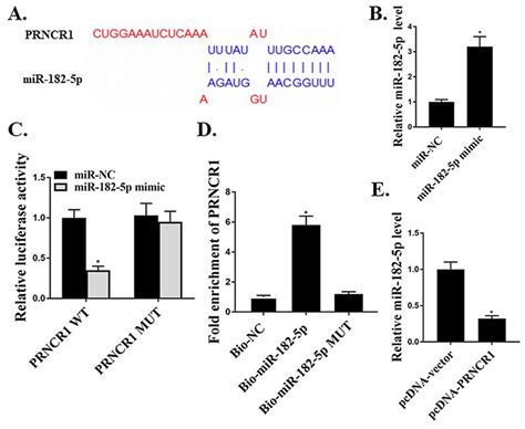 Long Noncoding Rna Prncr1 Reduces Renal Epithelial Cell Apoptosis In Cisplatin Induced Aki By
