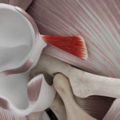 Musculus Auricularis Anterior DocCheck Flexikon