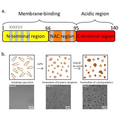 A Schematic Presentation Of α Syn N Terminal Region Yellow Nac