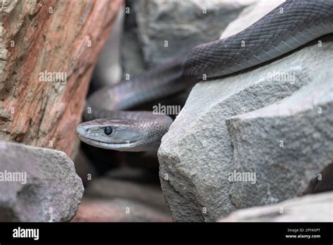 Black Mamba Predators