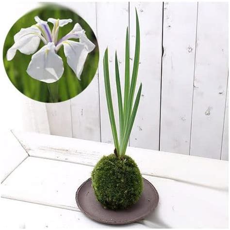 Amazon｜（盆栽）苔玉 カキツバタ（品種おまかせ）（1個） 観葉植物 コケ玉｜観葉植物 オンライン通販