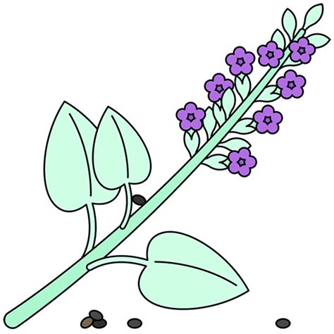 Семена чиа что такое польза состав калорийность витамины и минералы в семенах чиа