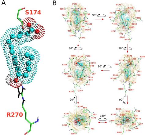 Docking Model Of The Nmr Structure Of 12 Hht In Human Blt2 Receptor Download Scientific Diagram