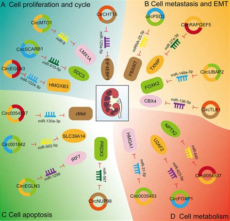 The Function And Mechanisms Of Action Of Circular RNAs In Urologic Cancer PMC