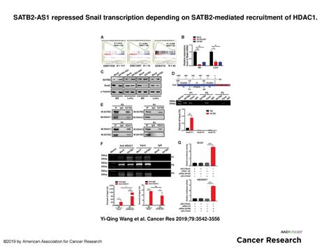 SATB AS Repressed Snail Transcription Depending On SATB Mediated Recruitment Of HDAC SATB