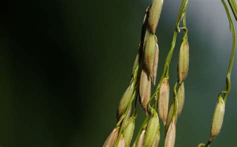 Sivan Samba Namma Nellu