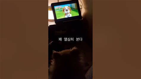 강아지랑 강아지 만화 보기 Youtube