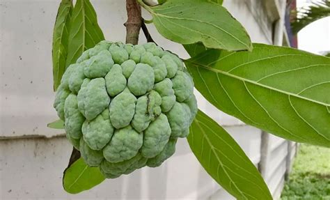 나뭇가지에 매달려 있는 녹색 과일 녹색 잎이 있는 나뭇가지에 커스터드 사과의 사진 0명에 대한 스톡 사진 및 기타 이미지 0명 나무 매달기 Istock