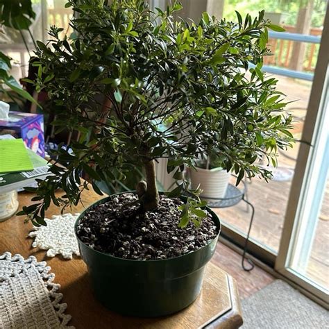 Semi Cascade Juniper Procumbens Nana In 4 Square Glazed Ceramic Bonsai