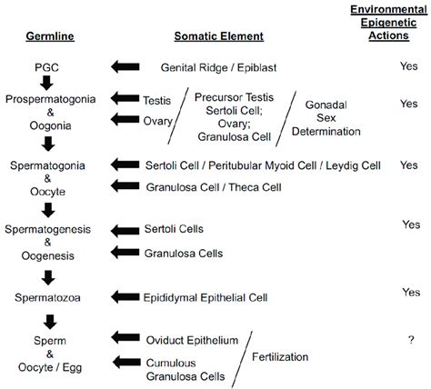 Somatic Cell Impacts On Germ Cells Various Germ Cell Stages From