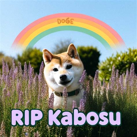 Remembering Kabosu Shiba Inu Doge Meme