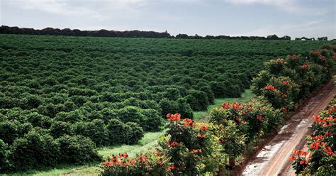 Rota do Café do Cerrado Mineiro será nova experiência