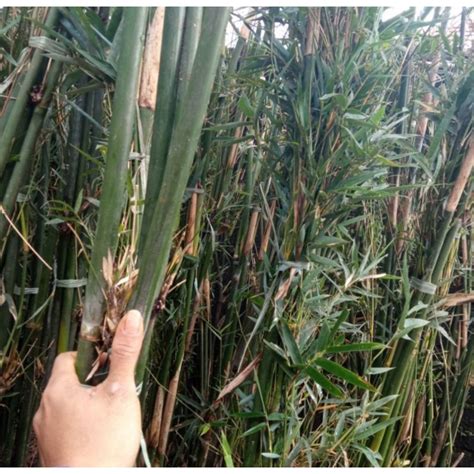 Jual Tanaman Bambu Cina Klisik Bambu Klisik Per Btng Tanaman Pagar Shopee Indonesia