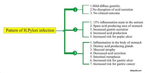 Helicobacter Pylori H Pylori Labpedia Net