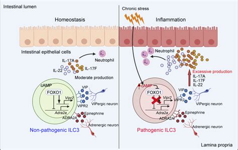 Work Model For Foxo1 Induced Neuronal Signaling Regulation Of Ilc3s In Download Scientific
