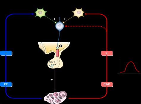 Differential Regulation And Actions Of Arc Vs Avpv Kiss1 Neurons In
