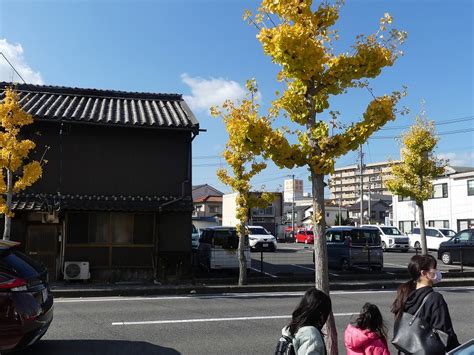笠岡小学校の紅葉 いちょう祭り笠岡 2023 11 19 岡山県笠岡市