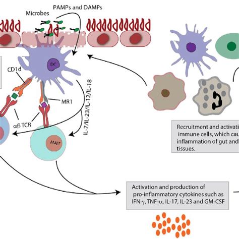Role Of Invariant Natural Killer T Inkt And Mucosal Associated