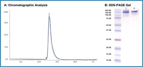 Selecting Isotype Controls Leinco Technologies