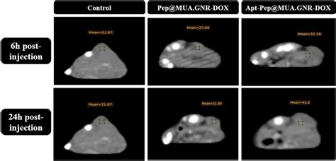 Clinical Ct Scan Imaging Of 4t1 Tumor Bearing Mice 6 And 24 H