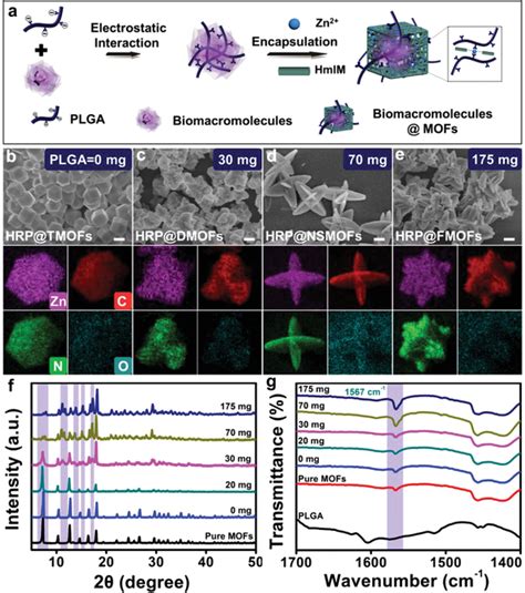 A Schematic Diagram Of The Plga‐assisted In Situ Encapsulation Of Download Scientific Diagram