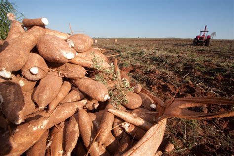 Angola Figura Entre Os Maiores Produtores De Mandioca Em África Rádio