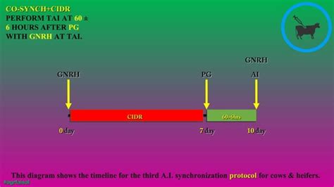 Presentation Protocols For Synchronization Of Estrus Ppt Reproductive Health Diseases And