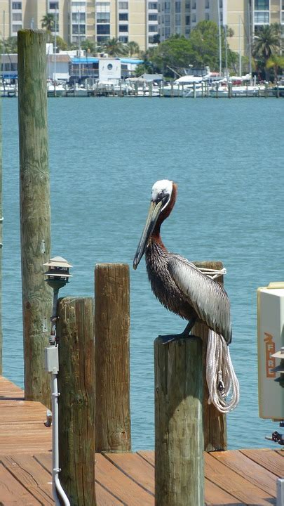 Pelican Perched Dock - Free photo on Pixabay - Pixabay