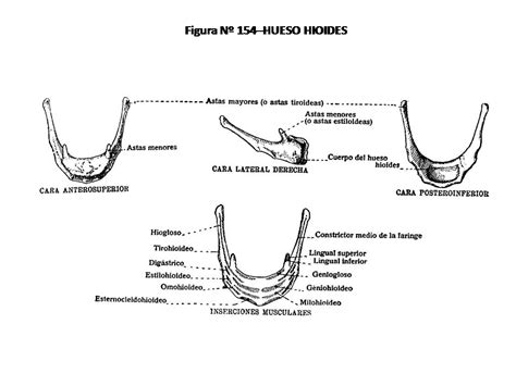 Atlas De AnatomÍa Humana 154 Hueso Hioides