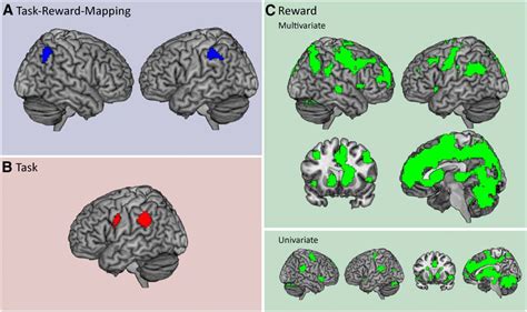 Inferior Parietal Cortex
