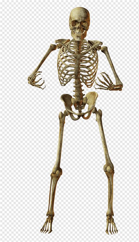 인간의 골격 뼈 해부학 해골 사진술 인간의 두개골 Png Pngwing