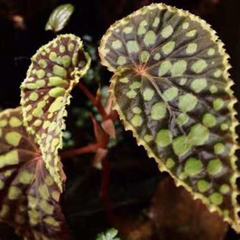 Begonia My Home Nature