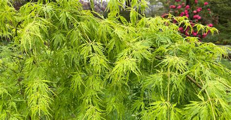 How And When To Fertilize Japanese Maple Trees