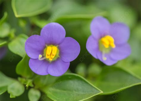 두 아름다운 보라색 향기로운 잔디 배경 자주색 향기로운 잔디 두 꽃 예쁜 배경 일러스트 및 사진 무료 다운로드 Pngtree