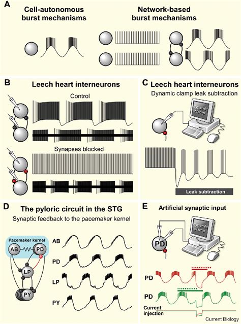 figure 1 from invertebrate central pattern generation moves along