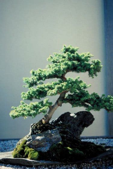 What Bugs Attack And Kill Evergreen Trees Ehow