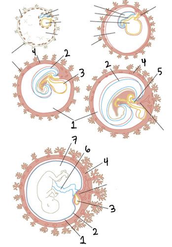 Ch 7 Placenta And Extraembryonic Membranes Flashcards Quizlet